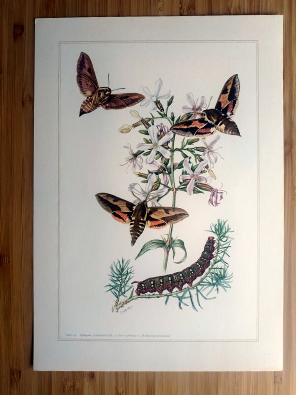 Amazing Vintage Antique Lithograph From 1967 Sphinx - Etsy