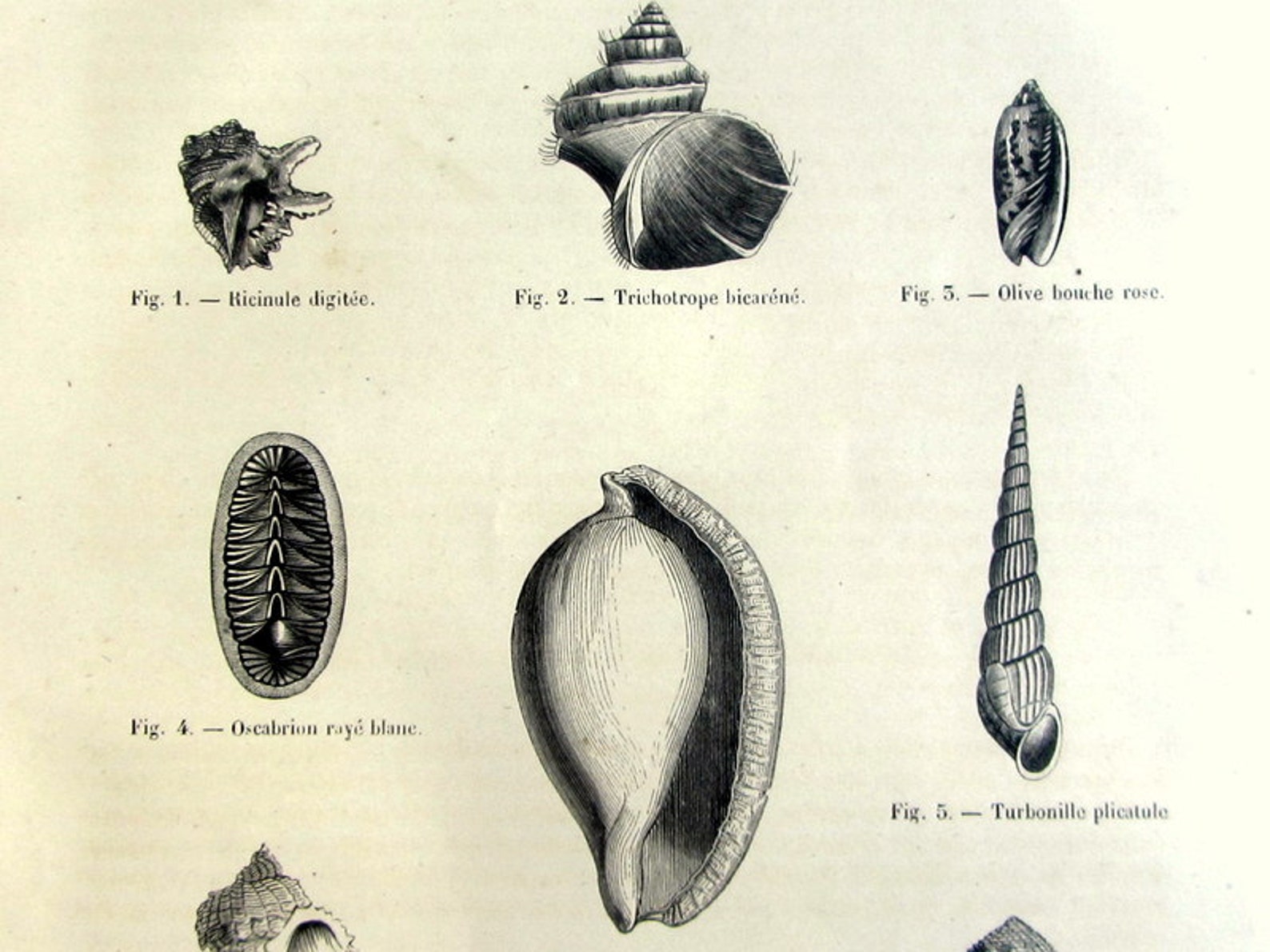 1860 Antique Sea Shells Engraving, Old Amazing Original Mollucs Print ...