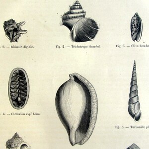 1860 Antique Sea Shells Engraving, Old Amazing Original Mollucs Print ...