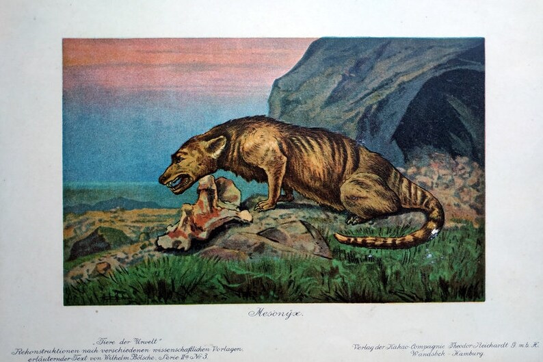 Antique Mesonyx Print Engraving, 1900 Original Vintage Fine Middle Claw ...