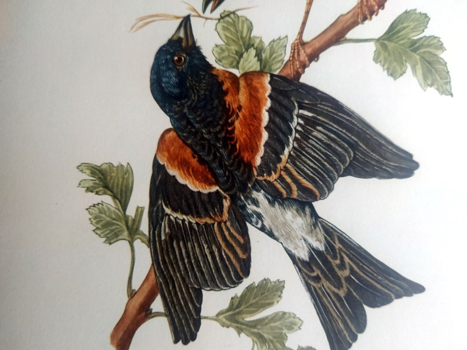 Antique Gorgeous Bird Lithograph / 1955 Original Mountain - Etsy