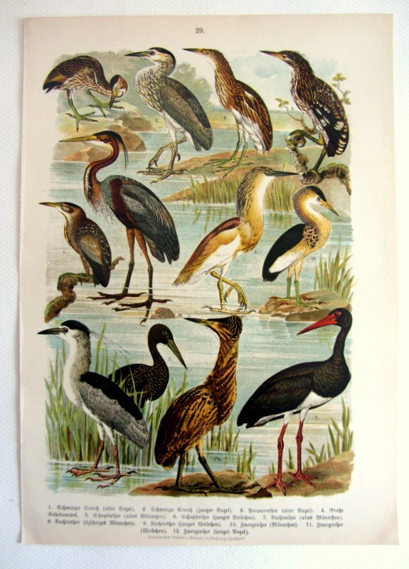 Bird etchinh antique different species of wading birds print, vintage ...
