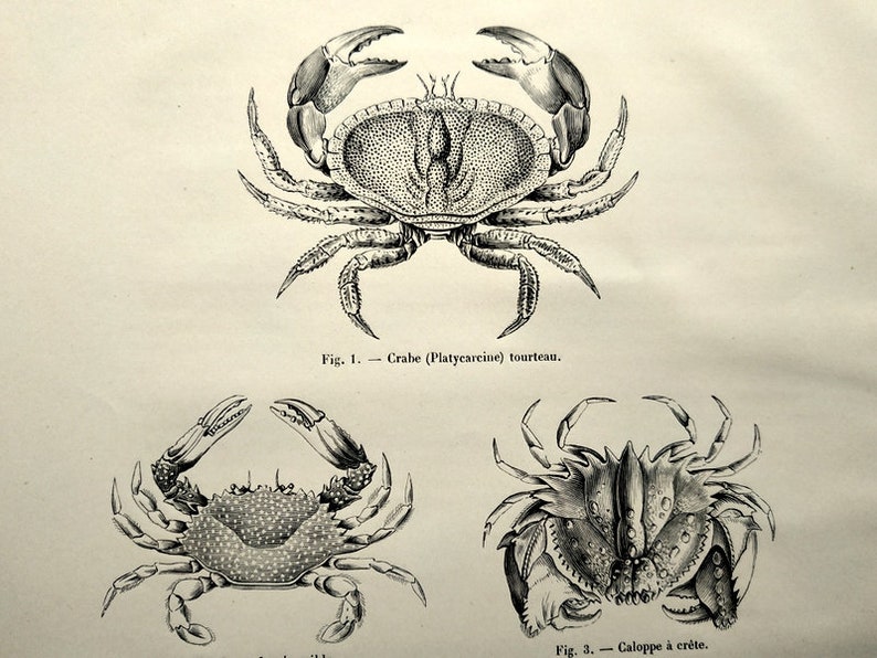 1860 Antique Crabs ENGRAVING, Original Crustacean Print, Edible Crab ...