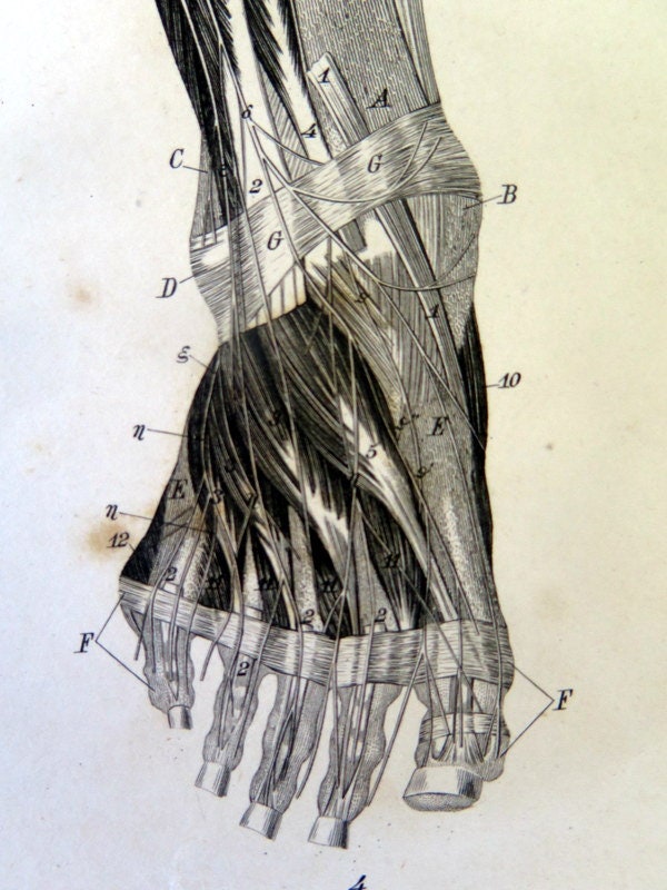 Ancient HUMAN ANATOMY Print 1880 MUSCLES Tendons Engraving - Etsy