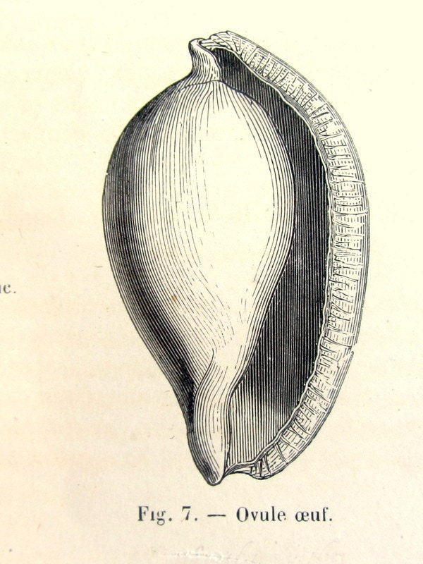 1860 Antique Sea Shells Engraving, Old Amazing Original Mollucs Print ...