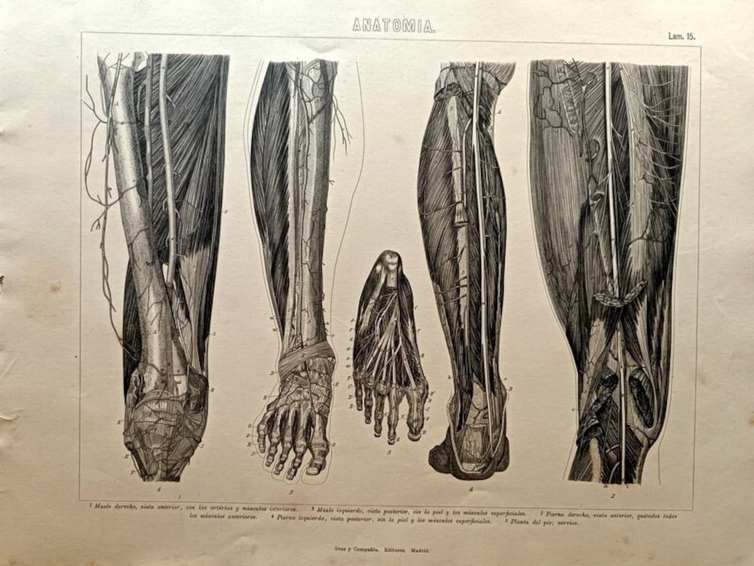 1880 Ancient ANATOMY Engraving MUSCLES Tendons Print Antique - Etsy