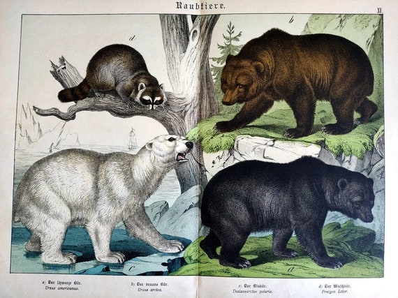 Antique BEARS color lithograph. 1886 colossal engraving | Etsy