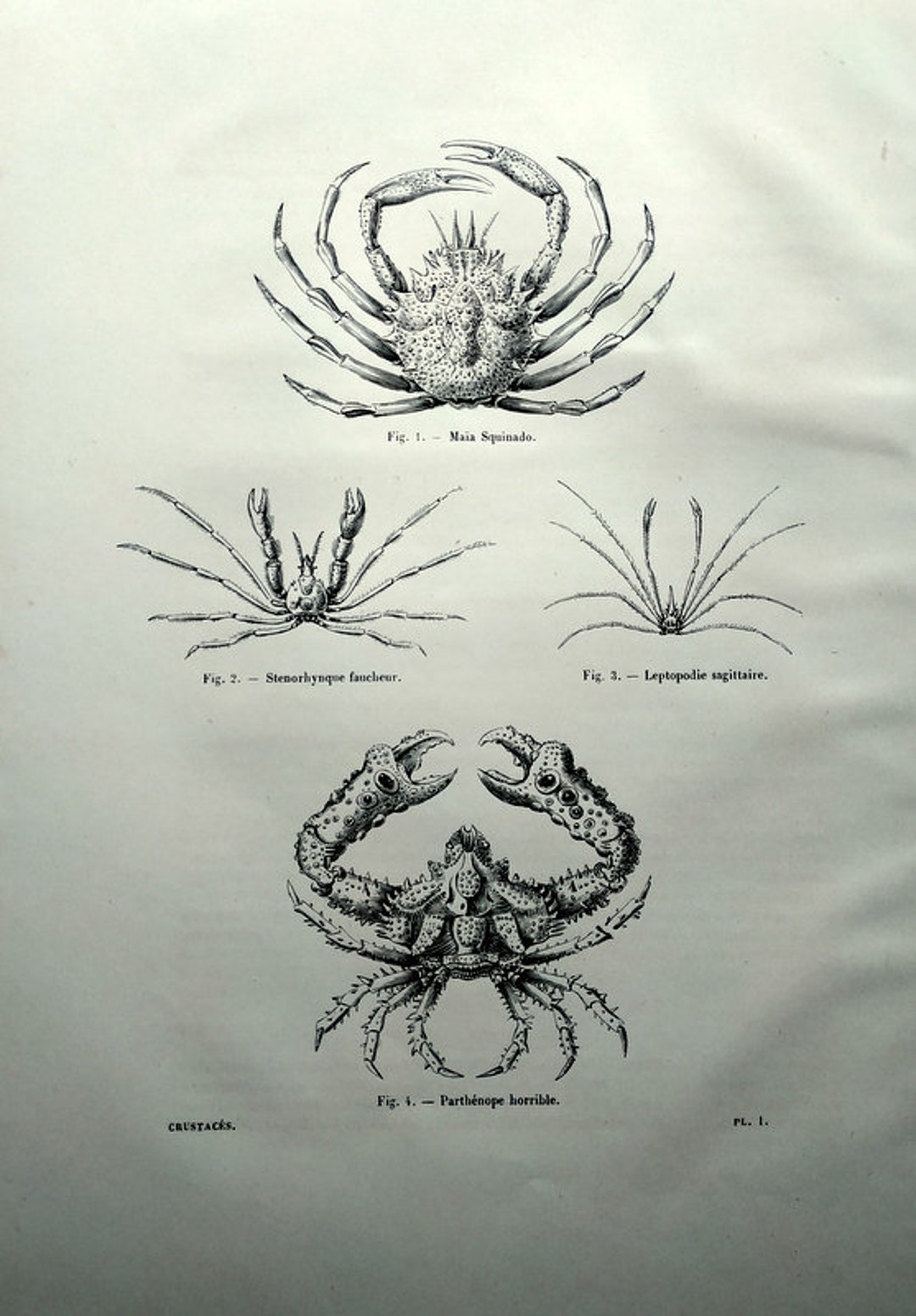 1860 ENGRAVING of Different Types of Crabs Original Crustacean Print ...