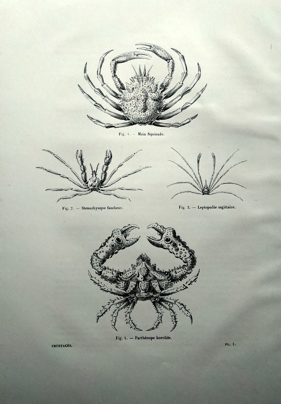 1860 ENGRAVING of Different Types of Crabs Original Crustacean Print ...