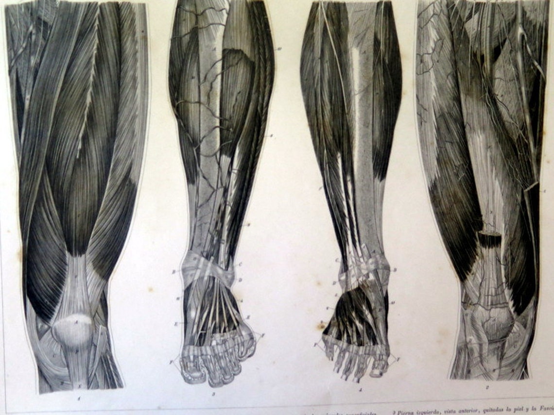 Ancient HUMAN ANATOMY Print 1880 MUSCLES Tendons Engraving - Etsy