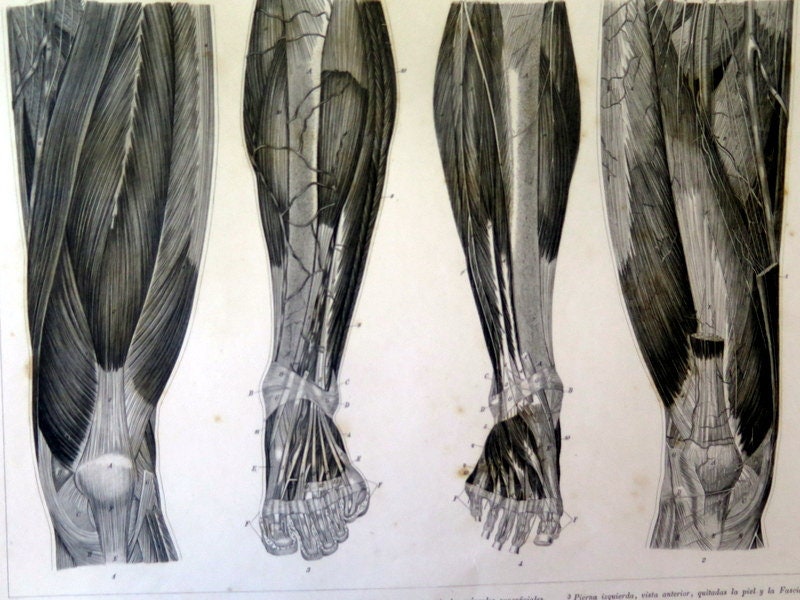 Ancient HUMAN ANATOMY Print 1880 MUSCLES Tendons Engraving - Etsy