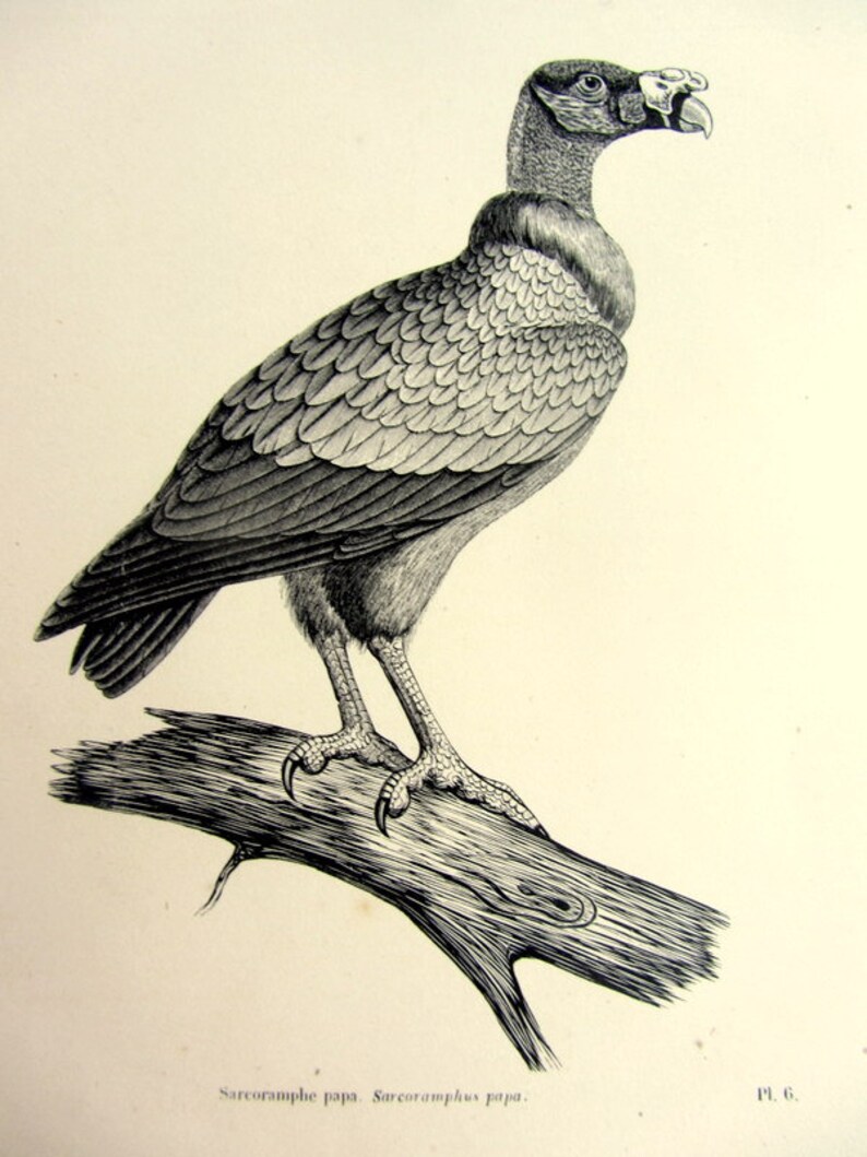 1860 King Vulture Engraving Antique Original Condor Bird | Etsy