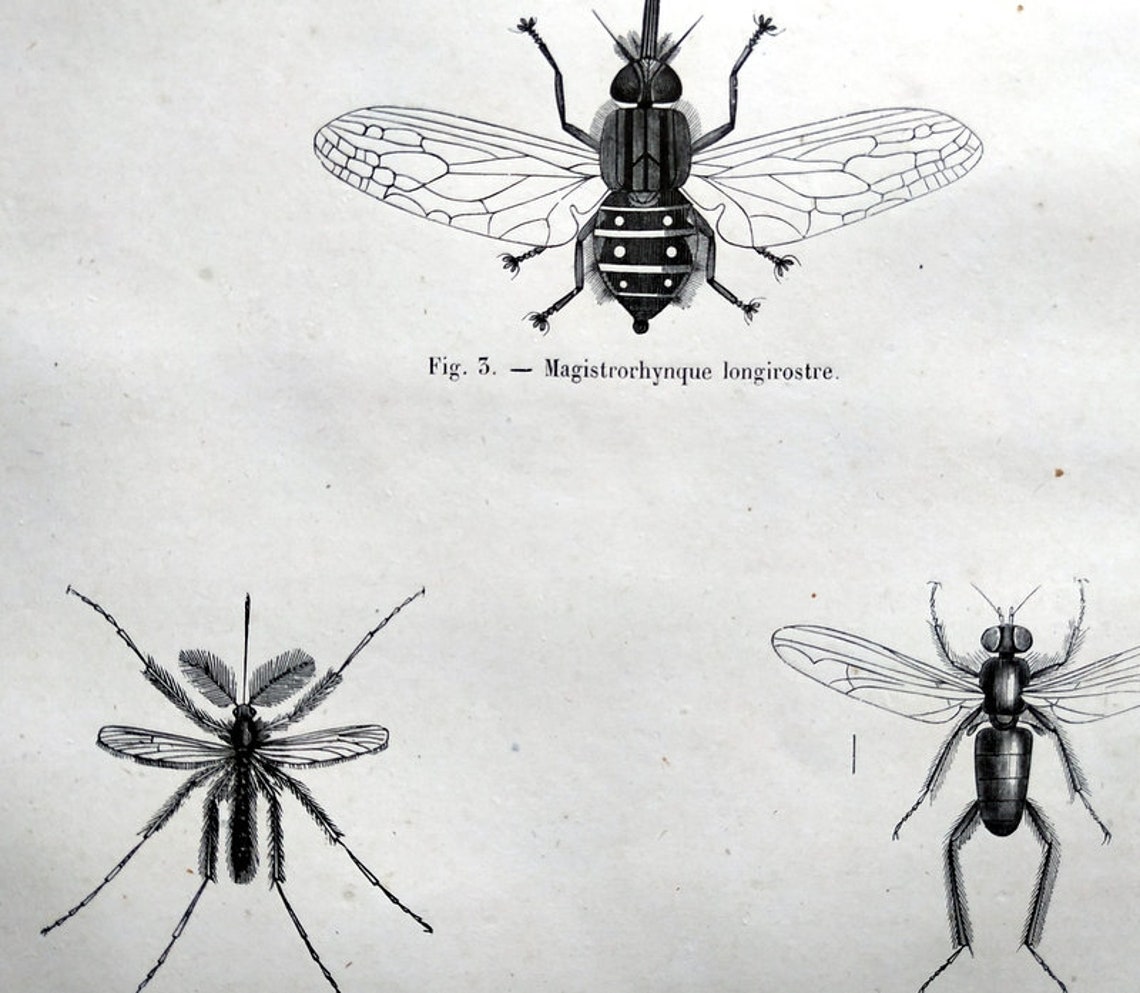Antique Flies Engraving Original 1860 Diptera French Print - Etsy