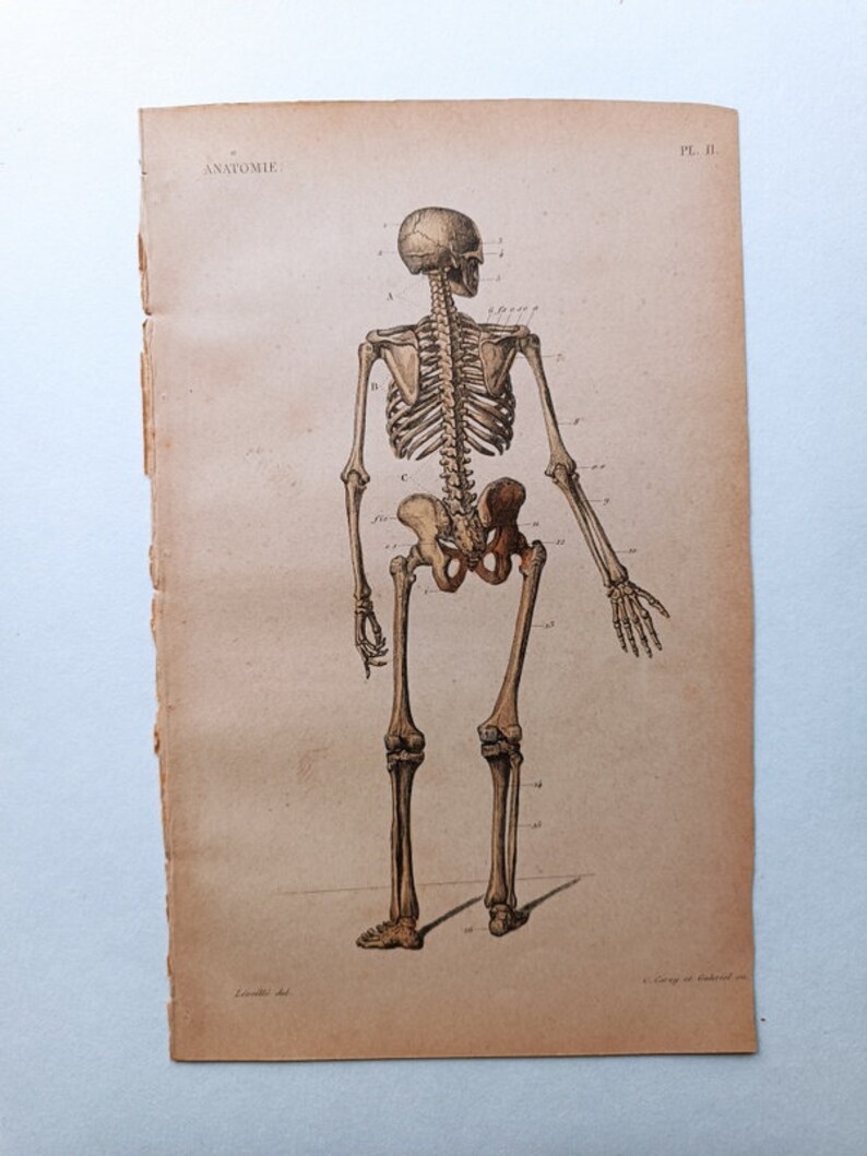 Antique ANATOMY Print, Back Human Skeleton Engraving,1873 Skeletal ...