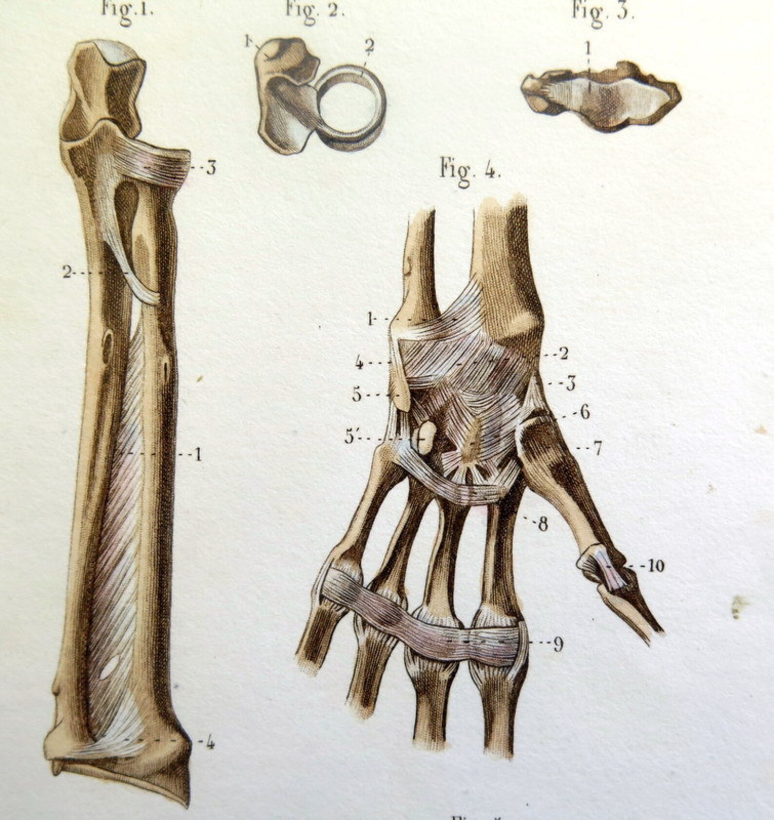 ANATOMY Hand BONES Engraving, Antique Ligaments Articulations Print ...