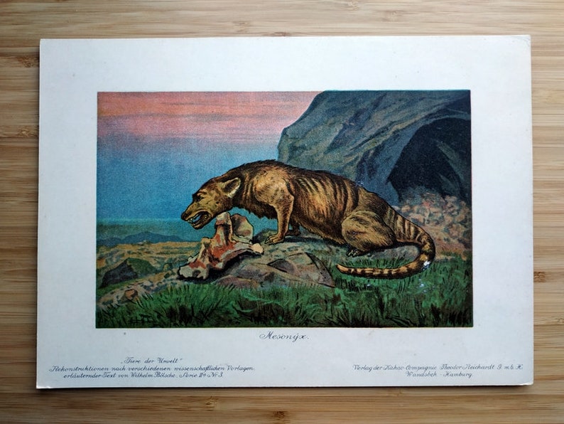 Antique Mesonyx Print Engraving, 1900 Original Vintage Fine Middle Claw ...