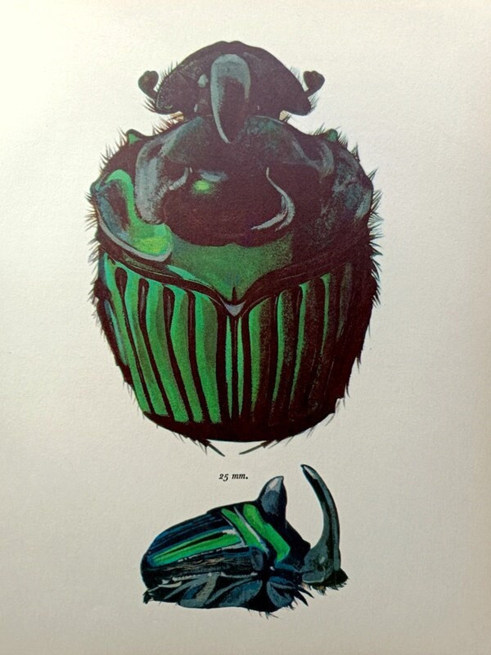 Dung Beetle Print Old Original INSECT COLOR LITHOGRAPH - Etsy