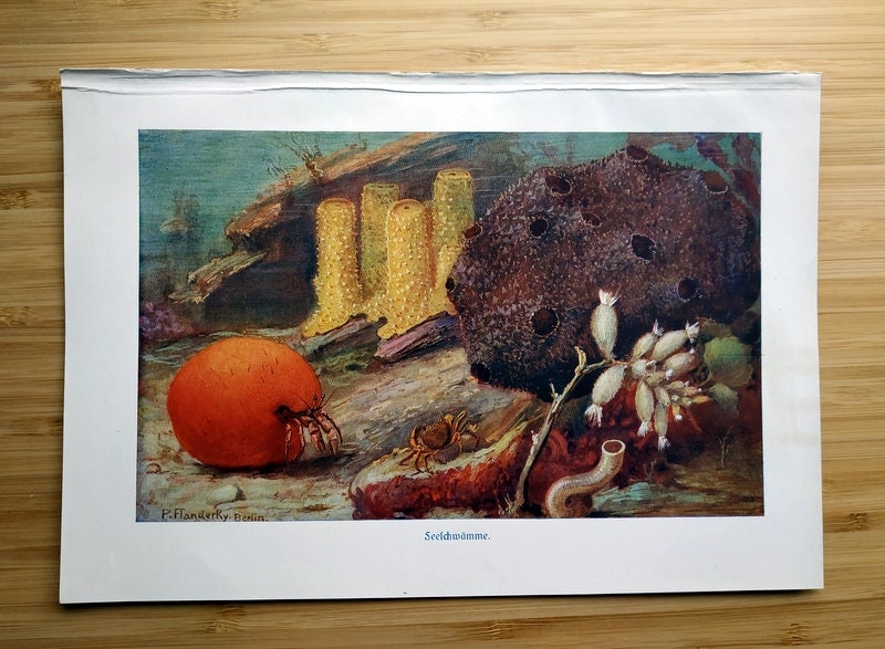1920 Antique Sea Sponges Color Print Original Marine Wildlife - Etsy