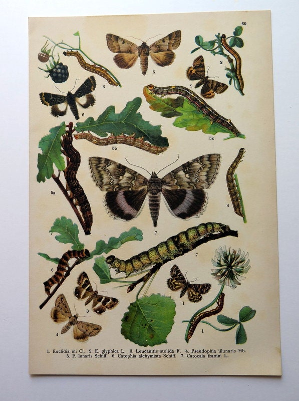 1907 Rare Antique MOTH Print INSECT Decorative Lithograph - Etsy