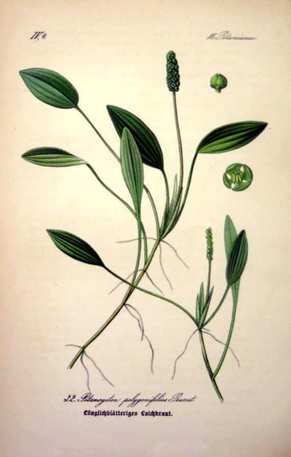 Drawings Of A Bog Plants