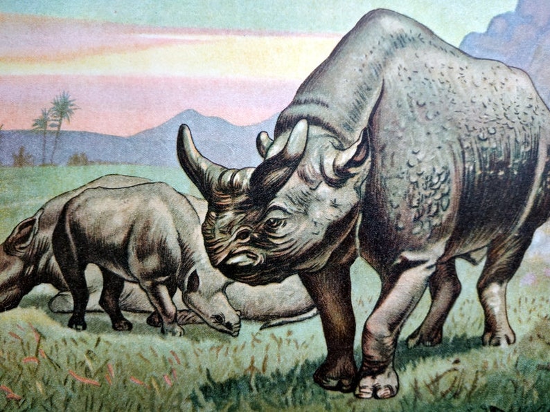 Antique Amazing Extinct Rhinoceros Print Engraving, Vintage ...