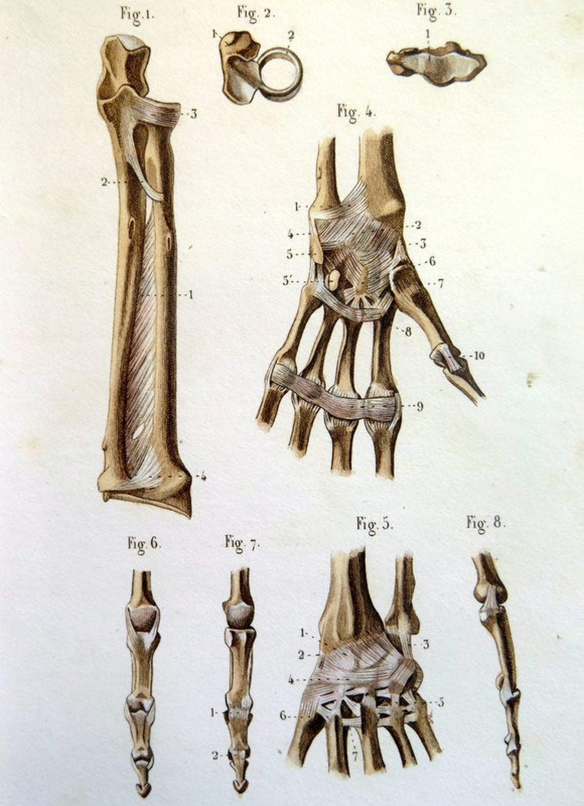 ANATOMY Hand BONES Engraving, Antique Ligaments Articulations Print ...