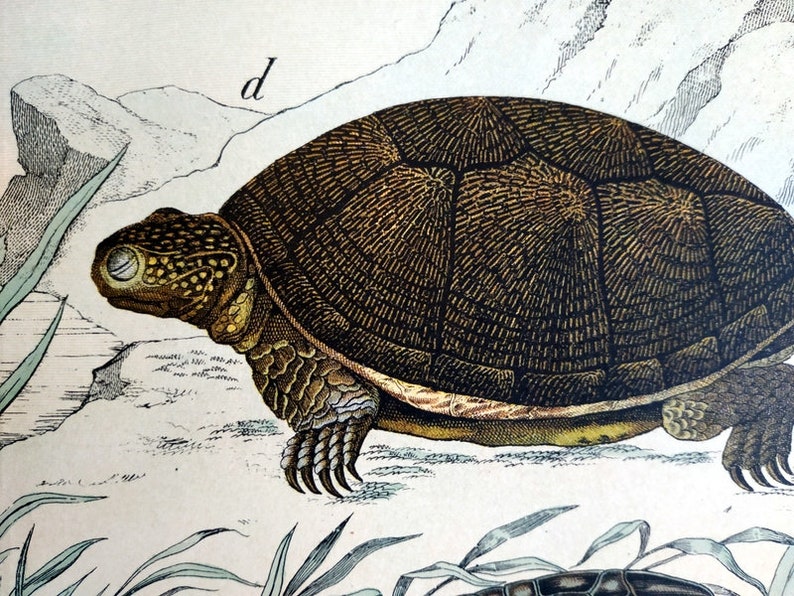 1886 Large Antique Oddity TURTLES Color Print Ancient - Etsy