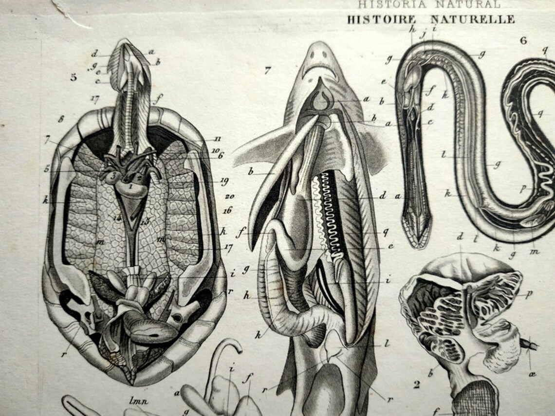 1852 Rare Antique Original Dissection Animal, Animals Zoology Print ...