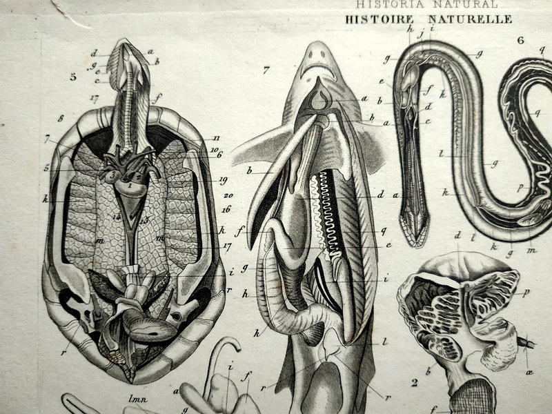 1852 Rare Antique Original Dissection Animal, Animals Zoology Print ...