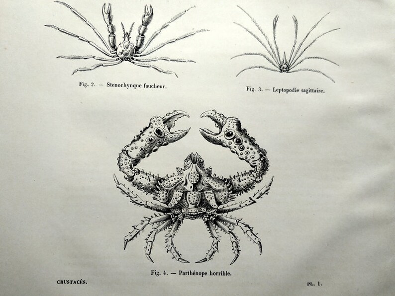 1860 ENGRAVING of Different Types of Crabs Original Crustacean Print ...