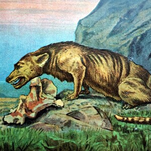 Antique Mesonyx Print Engraving, 1900 Original Vintage Fine Middle Claw ...