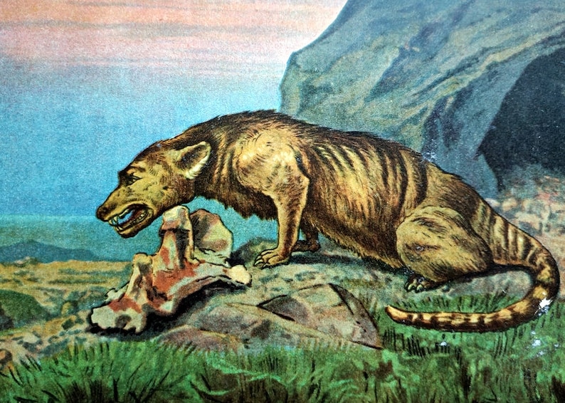 Antique Mesonyx Print Engraving, 1900 Original Vintage Fine Middle Claw ...