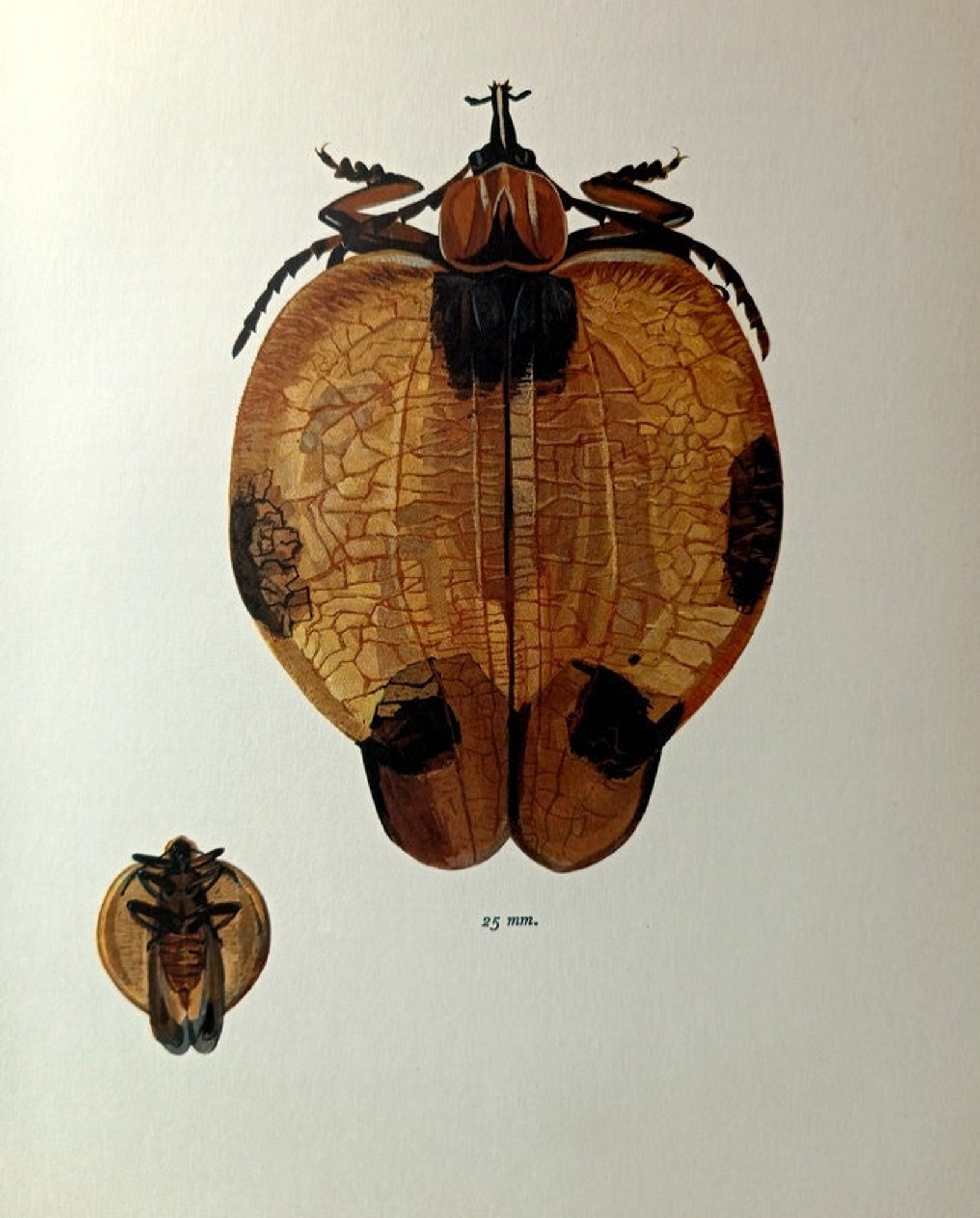 Insect Print Illustration , 1963 Original BEETTLE COLOR LITHOGRAPH ...