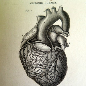 Heart Engraving. 1852 Antique Human Anatomy Print Rare - Etsy