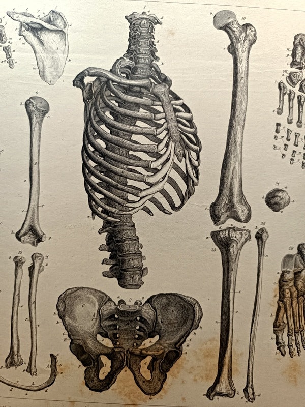 Big size antique anatomy human bones ENGRAVING, 1880original vintage ...
