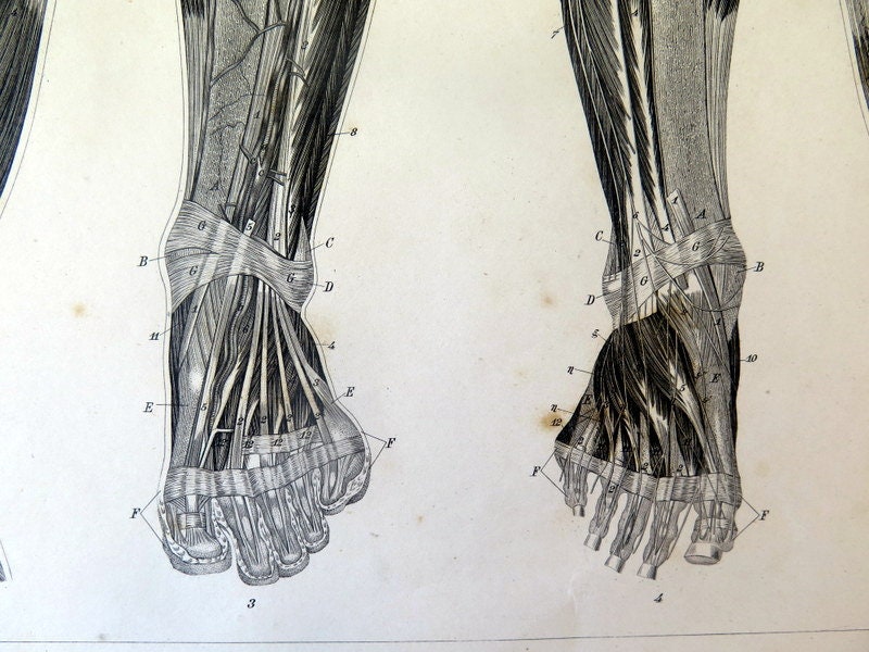 Ancient HUMAN ANATOMY Print 1880 MUSCLES Tendons Engraving - Etsy