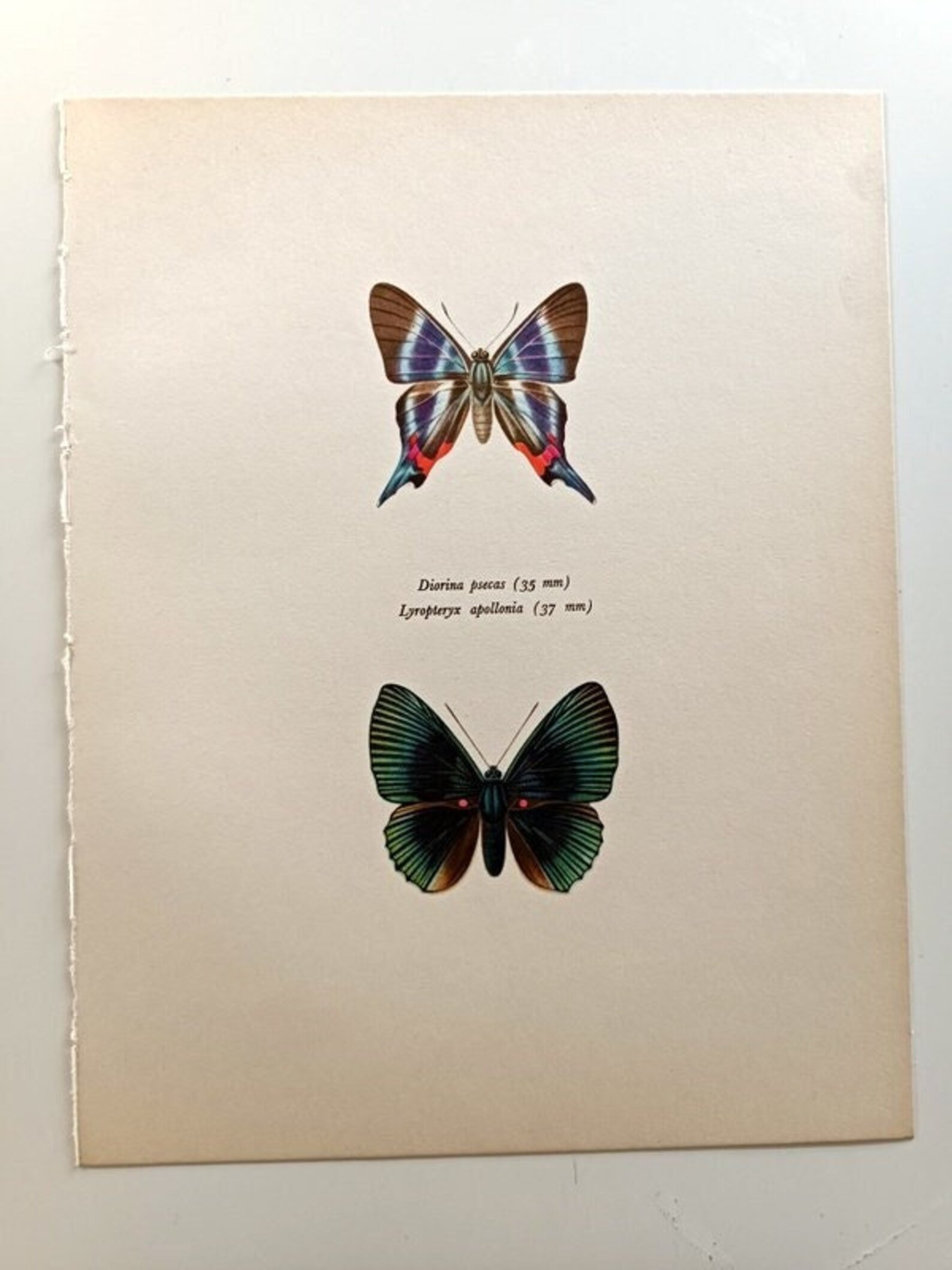 1963 Gorgeous Vintage Orange BUTTERFLY Print, , Color Lithograph ...
