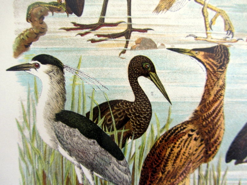 Bird etchinh antique different species of wading birds print, vintage ...