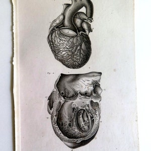 Heart Engraving. 1852 Antique Human Anatomy Print Rare - Etsy