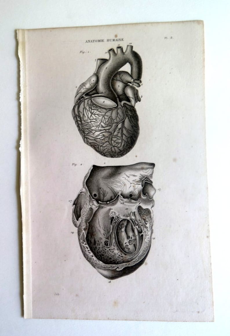 Heart Engraving. 1852 Antique Human Anatomy Print Rare - Etsy
