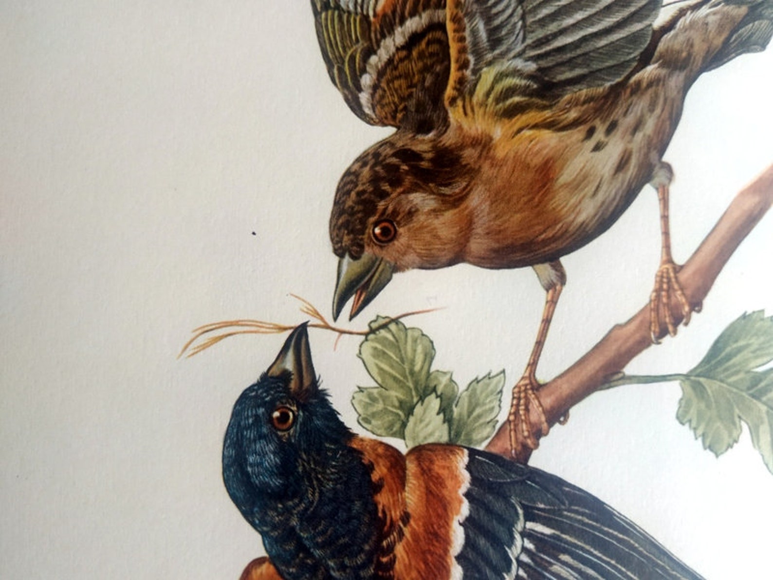 Antique Gorgeous Bird Lithograph / 1955 Original Mountain - Etsy