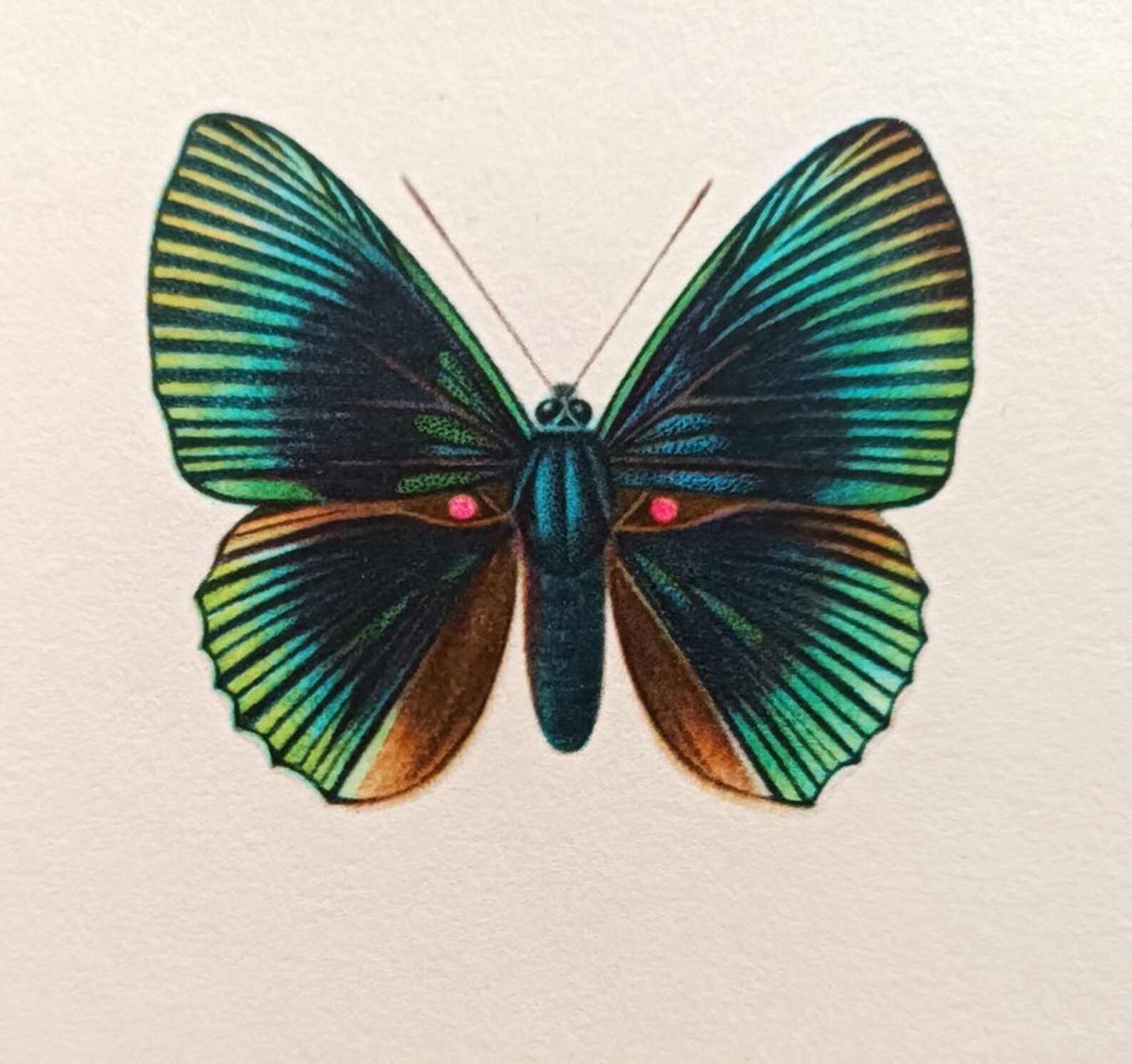1963 Gorgeous Vintage Orange BUTTERFLY Print, , Color Lithograph ...