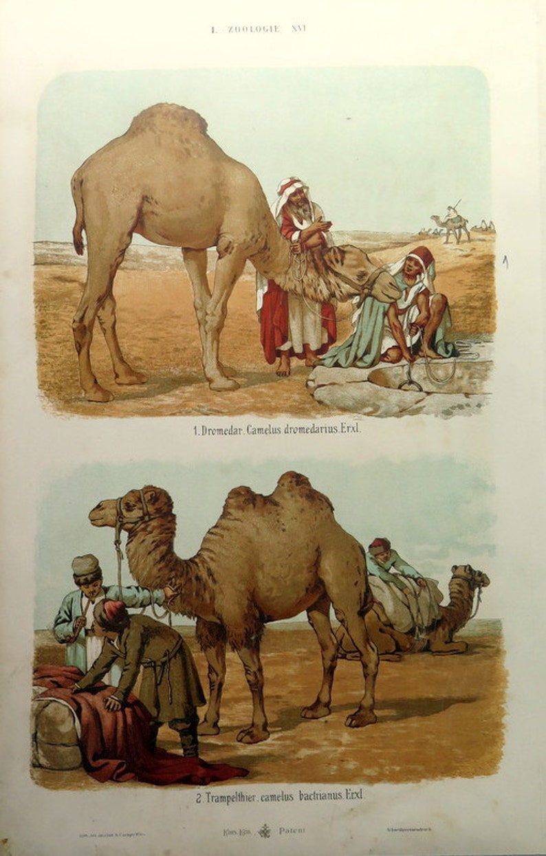 Colossal Poster of different species of ungulates MAMMALS | Etsy