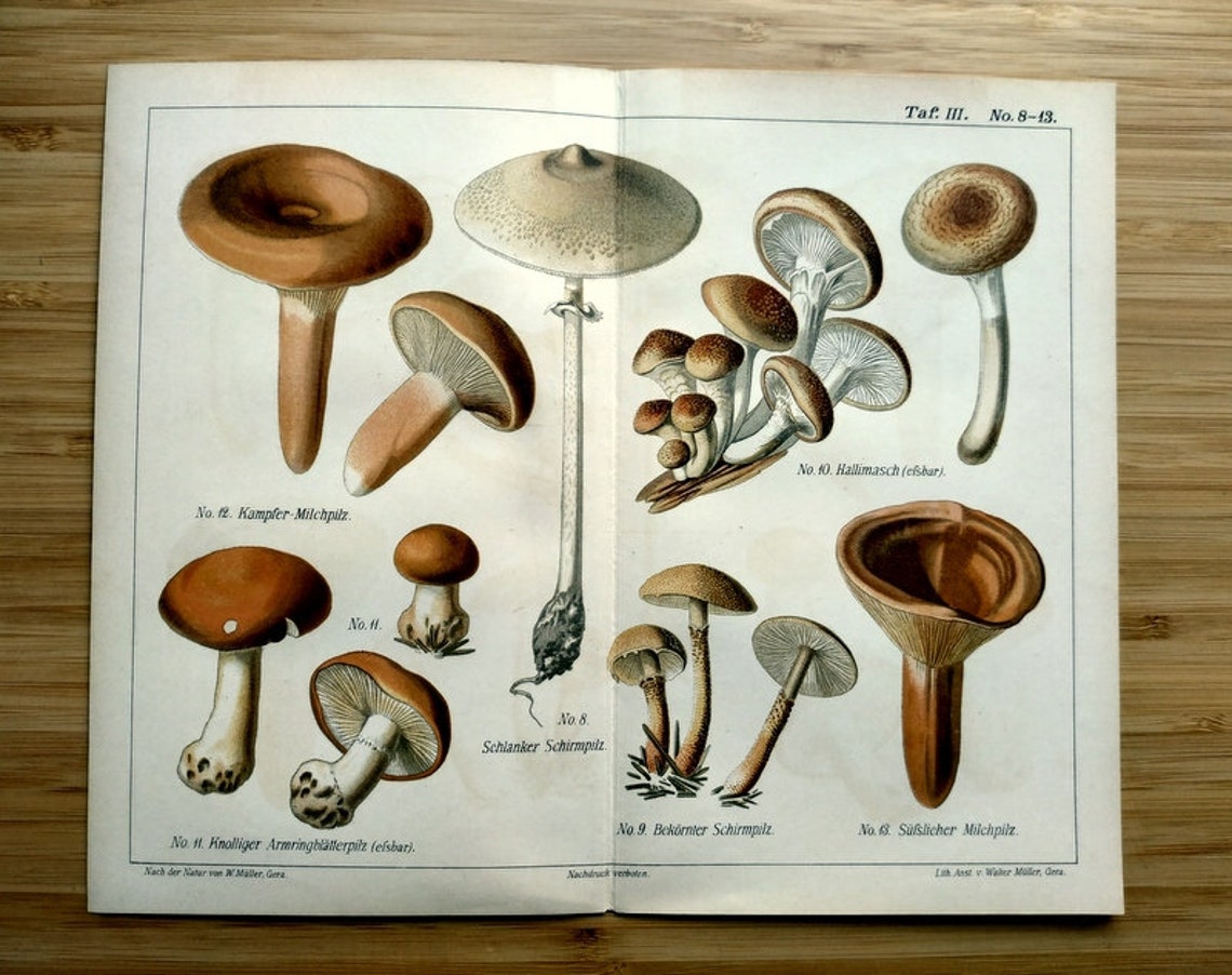 1890 Antique Coloured Lithograph of Differents Species of - Etsy