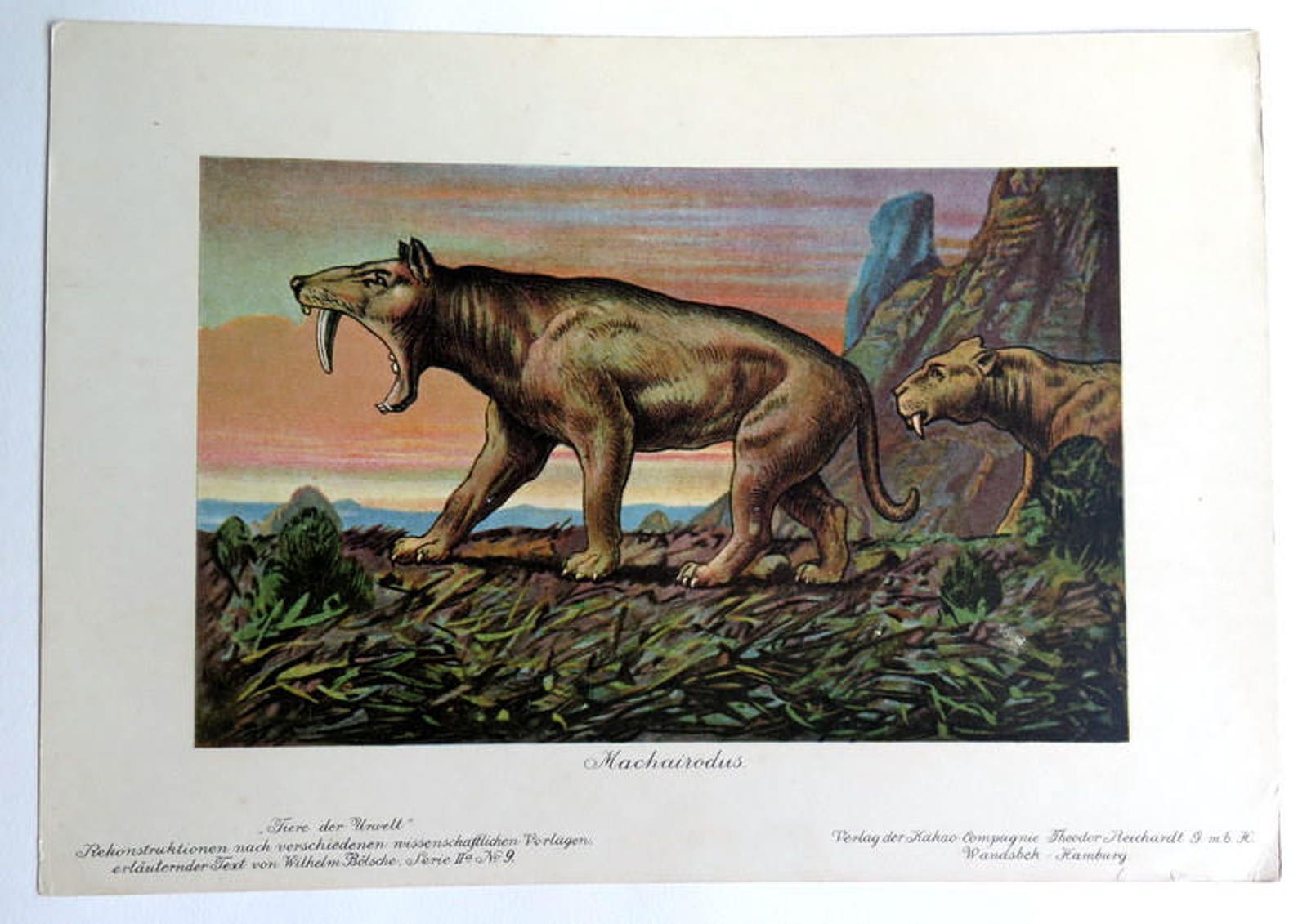 Antique Smilodon Saber-toothed Print Engraving,1900 Original Vintage ...