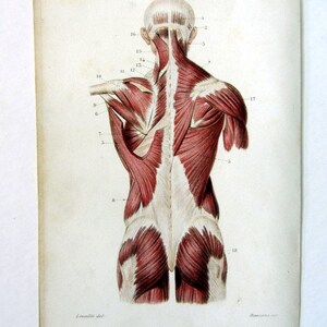 1852 Vintage Muscular System ANATOMY Antique Color Litograph, Antique ...