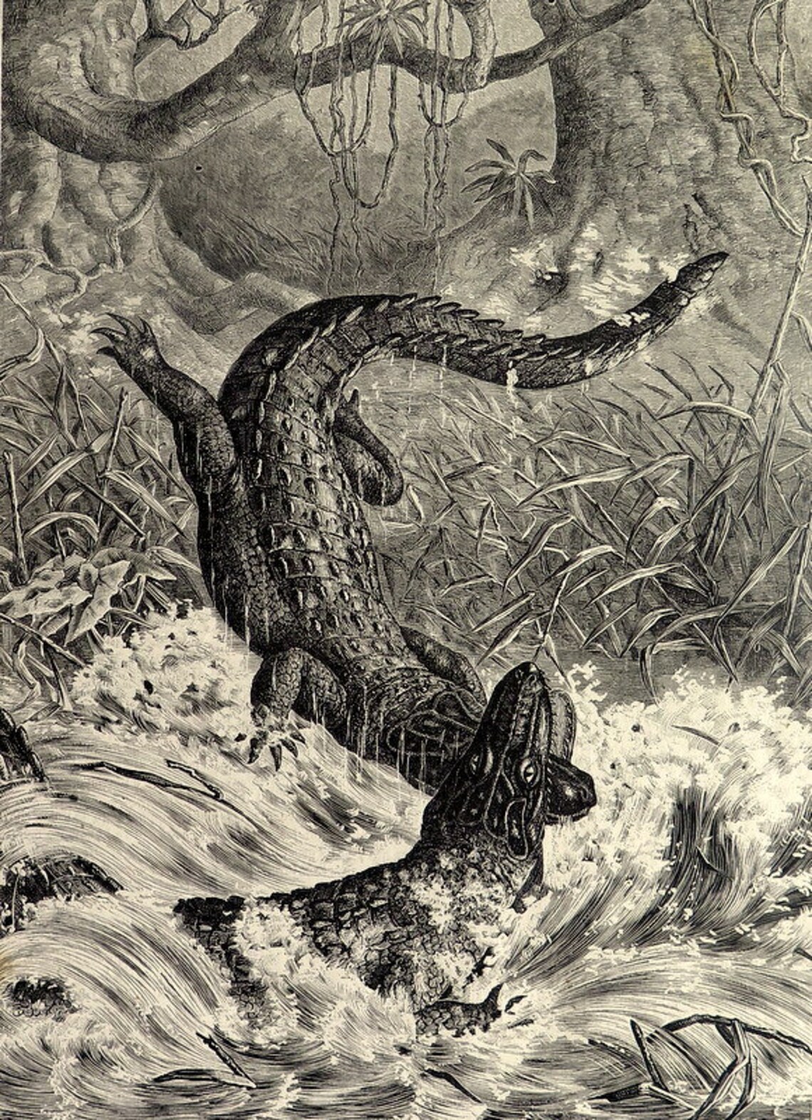 Colossal Antique Caimans Print, 1883 Curious Reptile Crocodiles ...