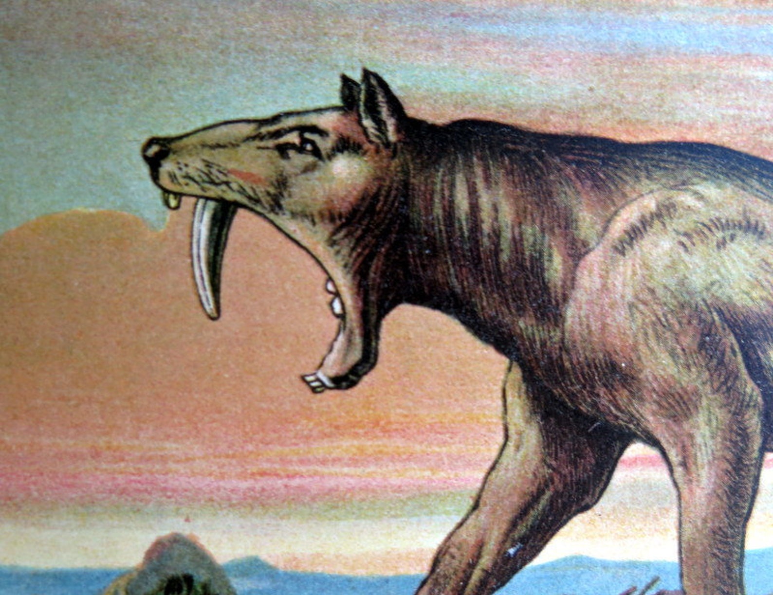 Antique Smilodon Saber-toothed Print Engraving,1900 Original Vintage ...
