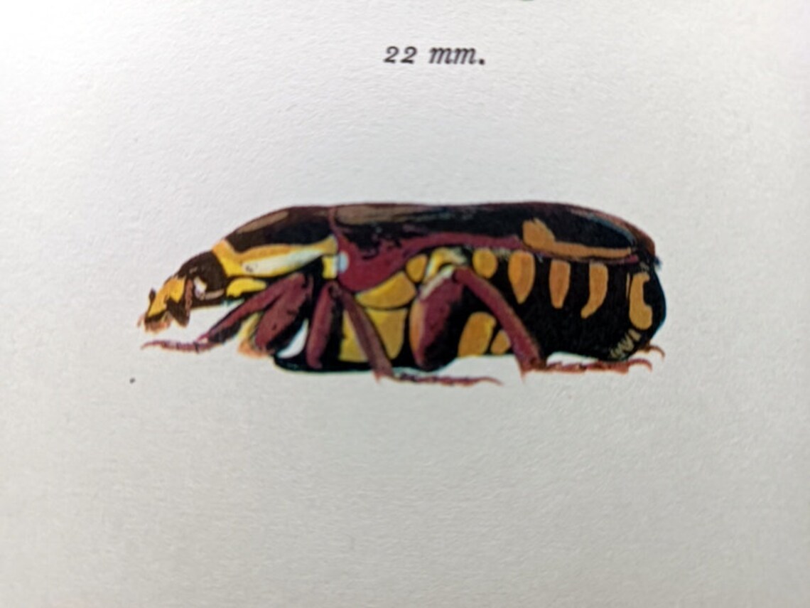 Fiddler Beetle Engraving 1964 Original INSECT COLOR Yellow - Etsy