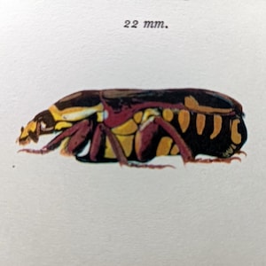 Fiddler Beetle Engraving, 1964 Original INSECT COLOR Yellow LITHOGRAPH ...